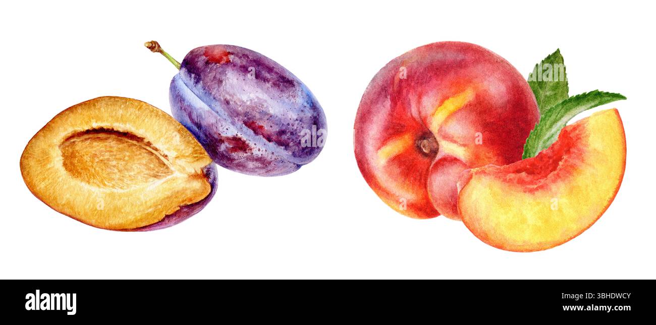 Watercolor Plum and Nectarine Illustration, Fresh Fruit Duo Stock Photo ...