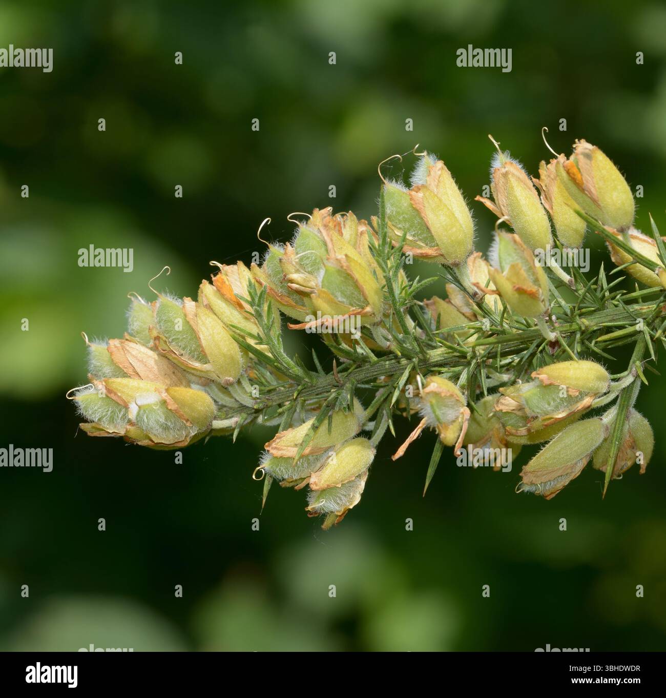 common gorse resp.Ulex europaeus in bloom,Rhineland,Germany Stock Photo ...