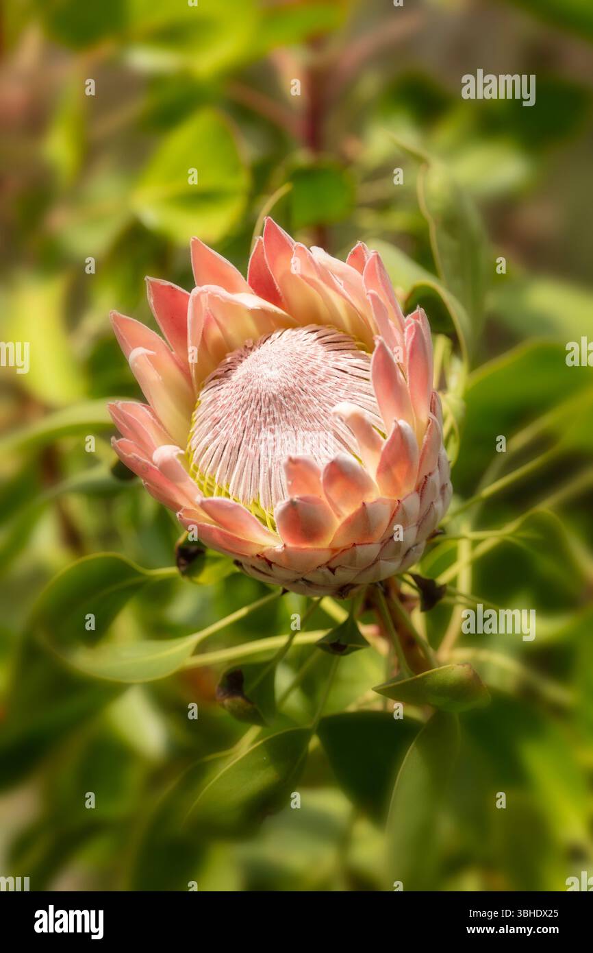 Natural close up flowering fynbos plant portrait of the stunning Protea ...