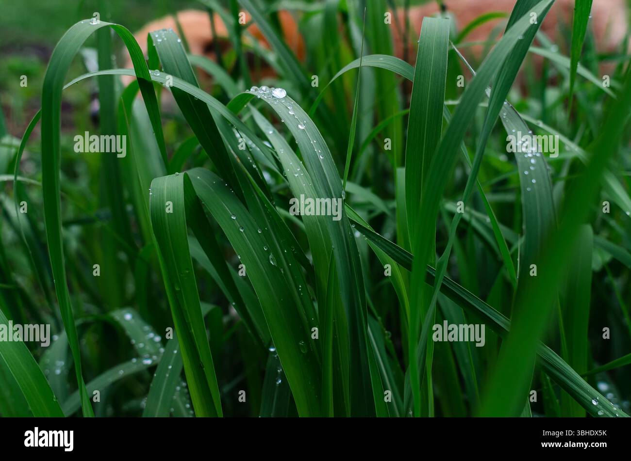 Close up problem stray hi-res stock photography and images - Alamy