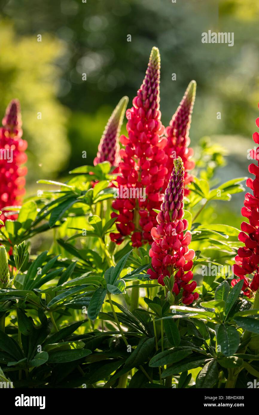 Natural close up flowering plant portrait of the stunning Lupinus ...