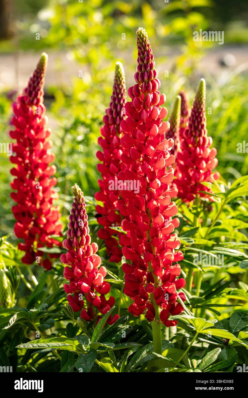 Natural close up flowering plant portrait of the stunning Lupinus ...