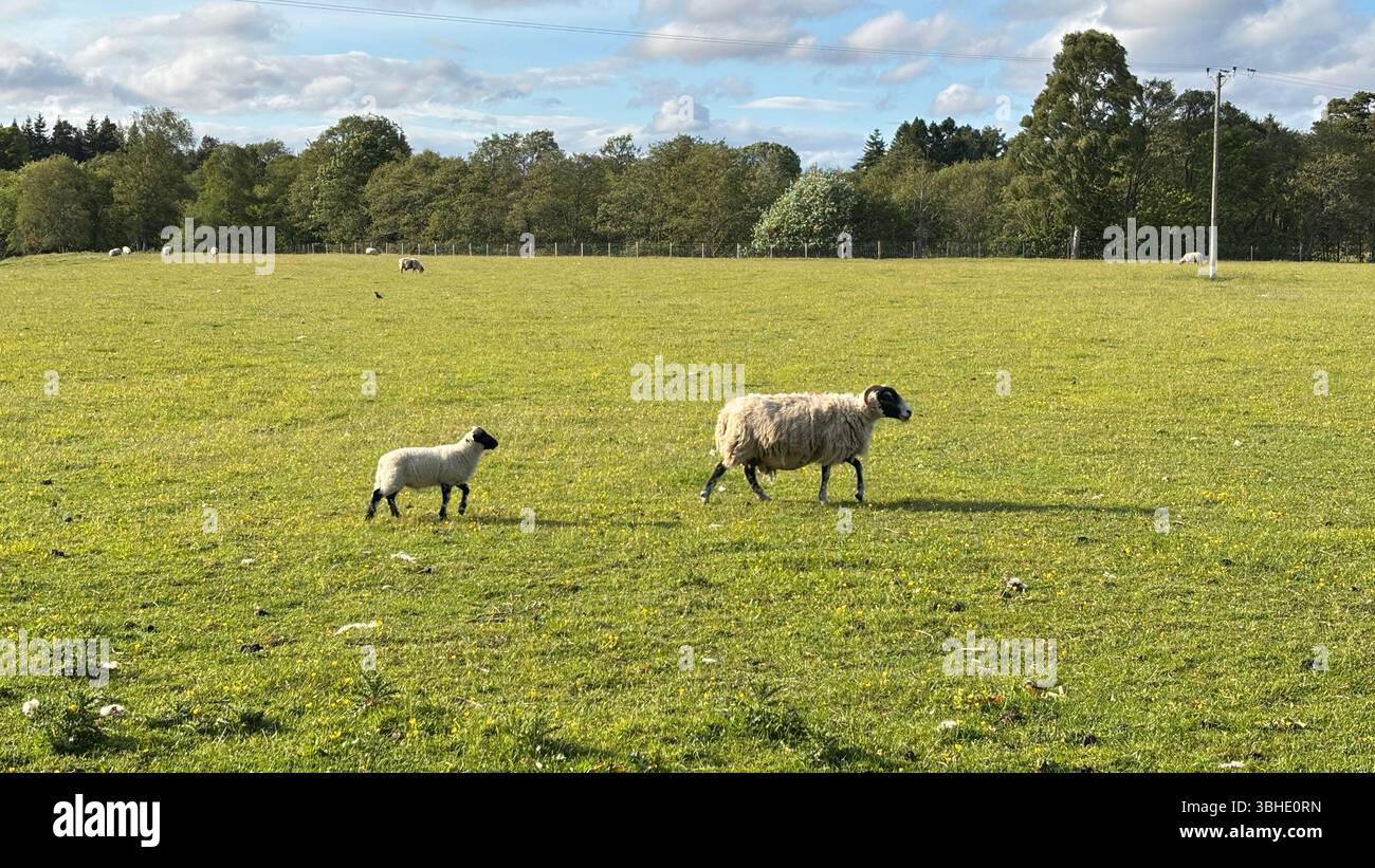 Sheep and lambs graze peacefully in a lush green field, capturing a ...