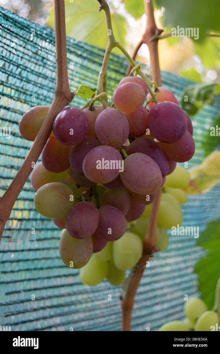 Protective sun shading net over grapes in vineyard, used for organic ...
