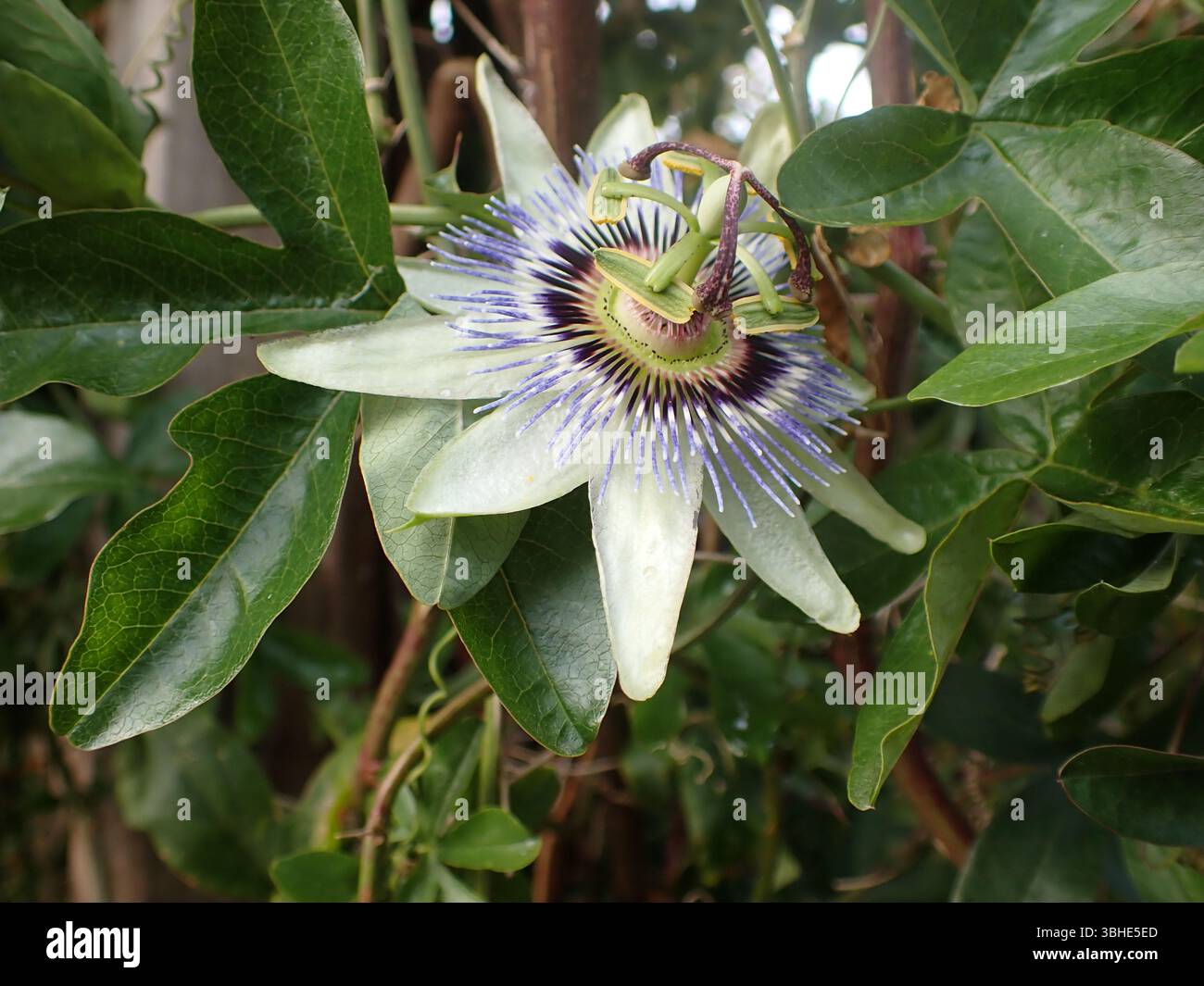 Passion Flower, in flower Stock Photo - Alamy