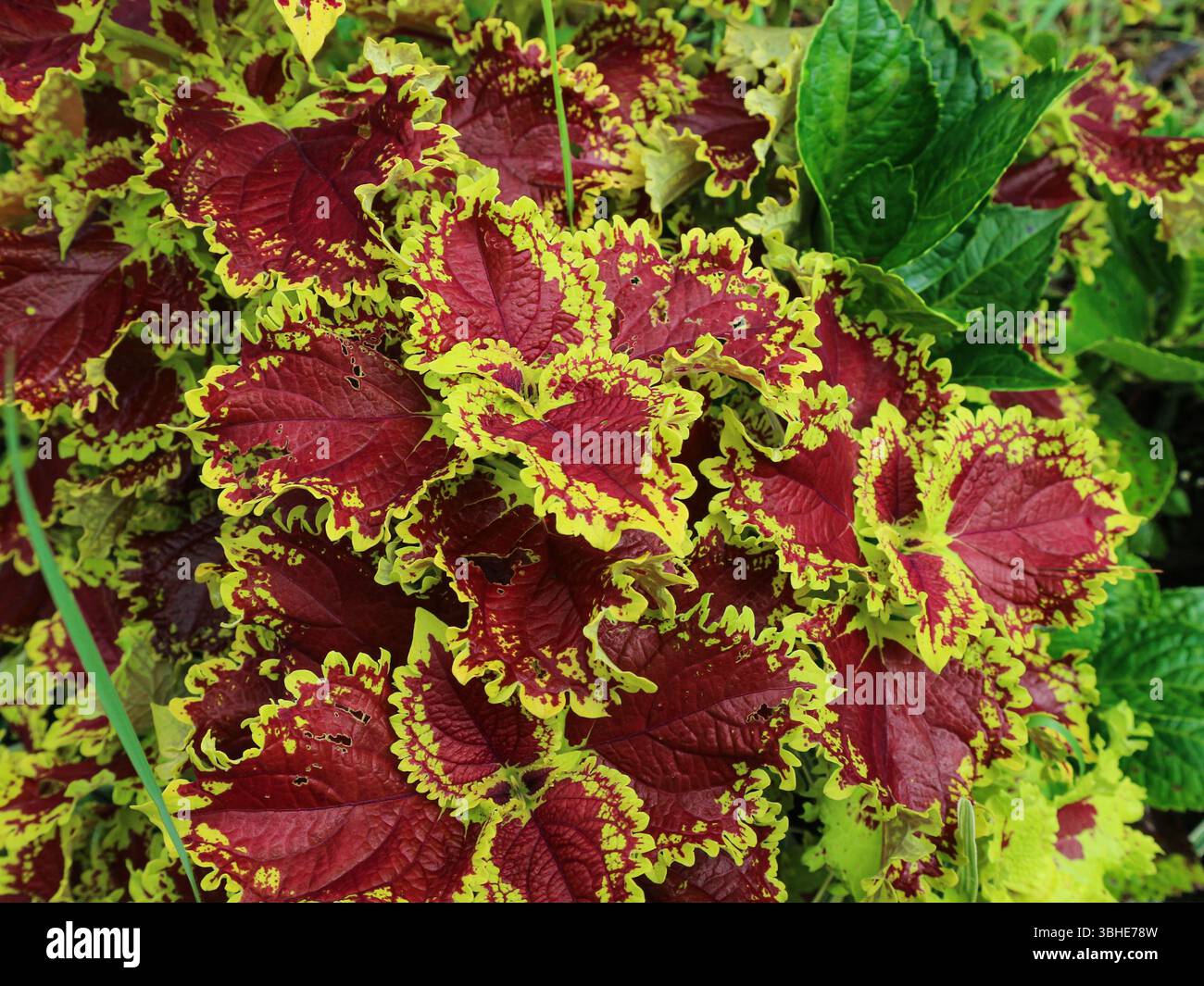 Coleus red plant hi-res stock photography and images - Alamy
