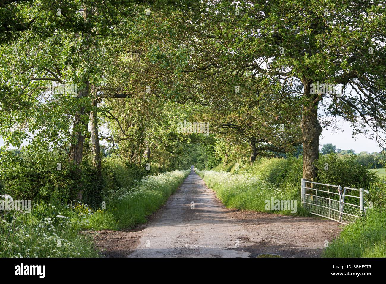 Country lane with avenue of trees. Beautiful English countryside in ...