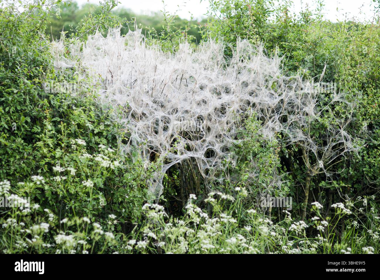Infestation of small ermine moth caterpillars (Yponomeuta padella) on a ...