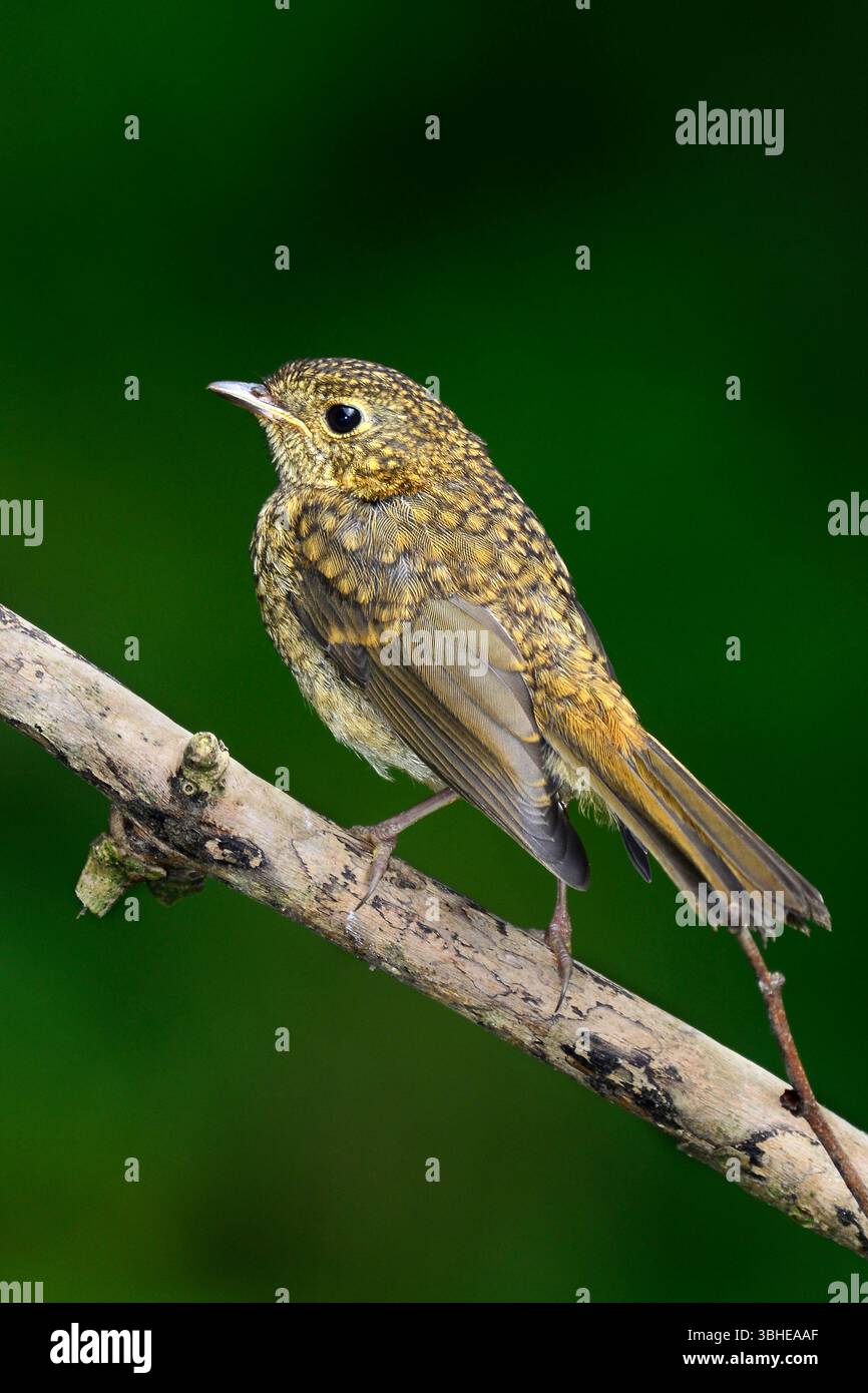 Robin photo hi-res stock photography and images - Alamy