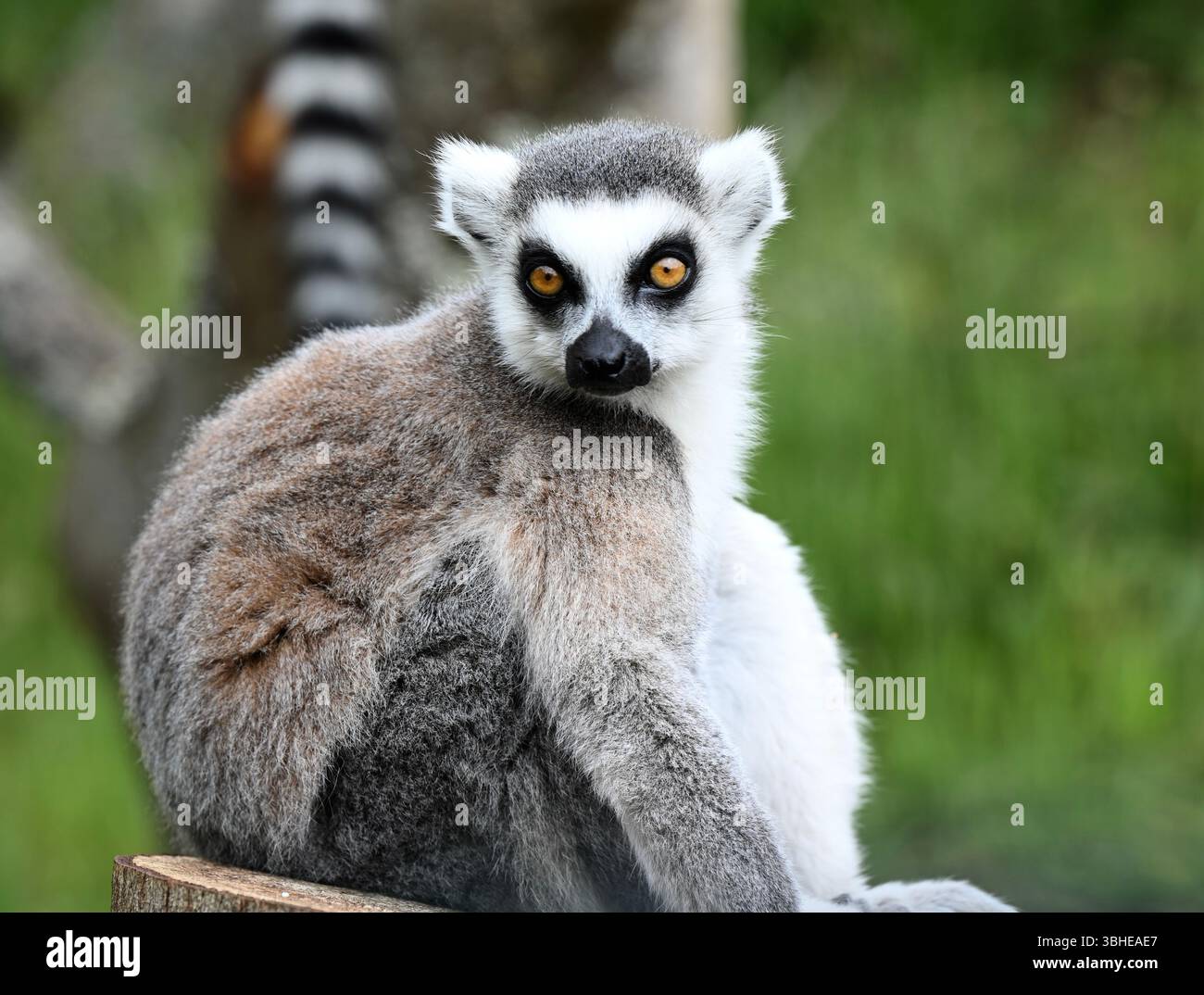 Ring tailed lemurs Lemurs at Whipsdnade Zoo Stock Photo - Alamy