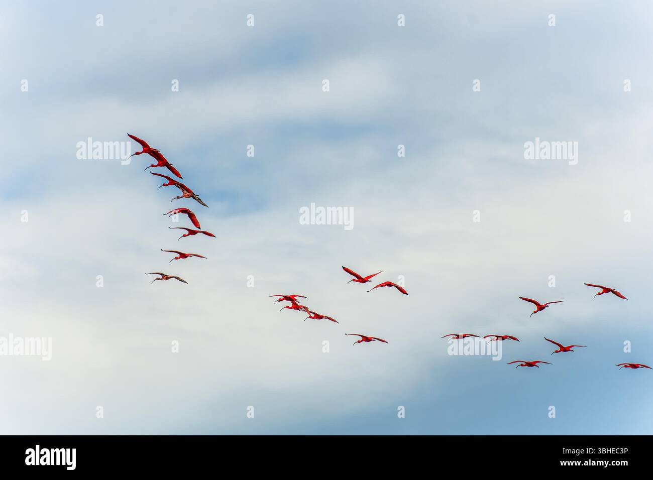Large red scarlet ibis flying back home to their sleeping place ...