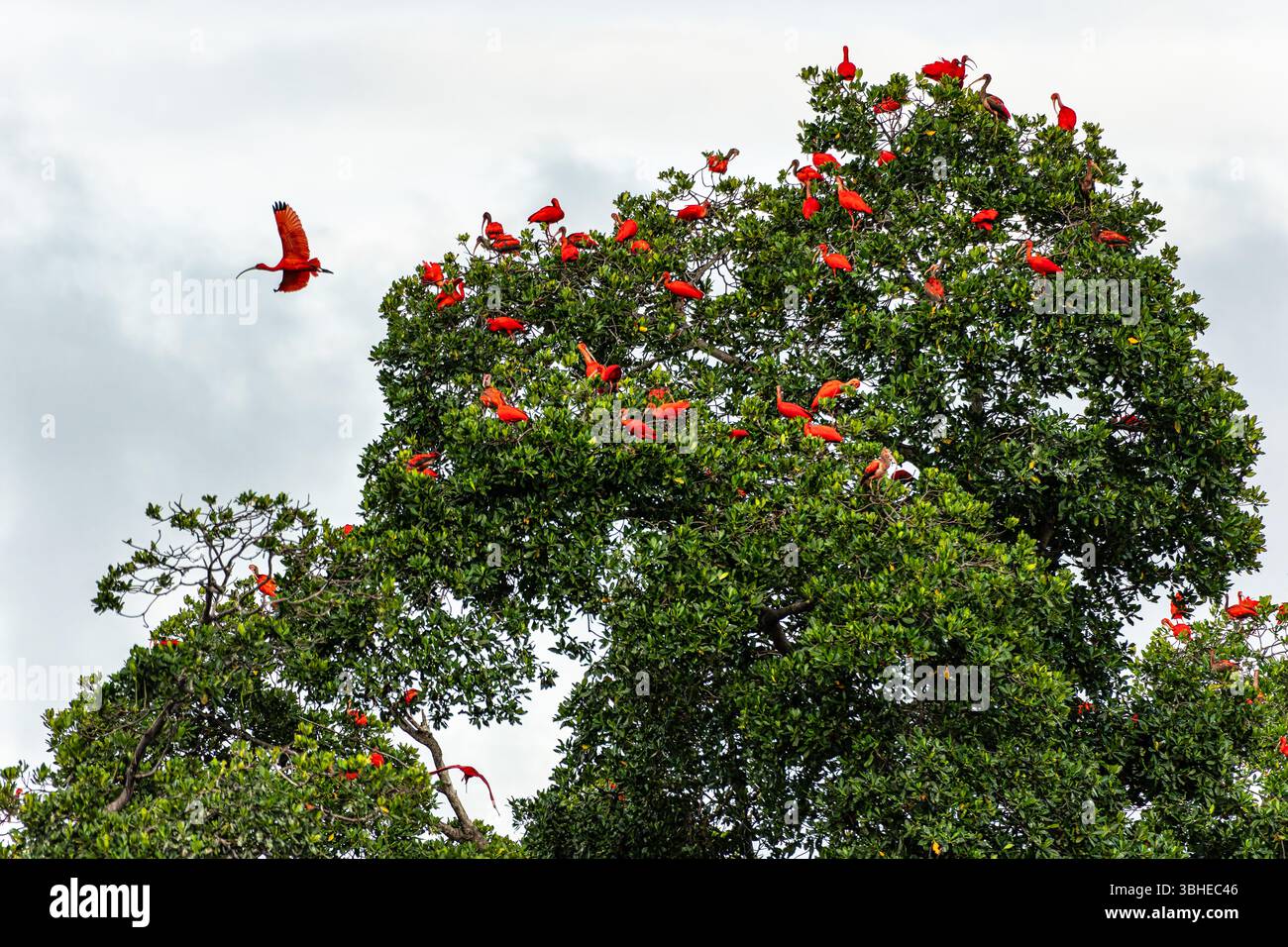 Large red scarlet ibis flying back home to their sleeping place ...