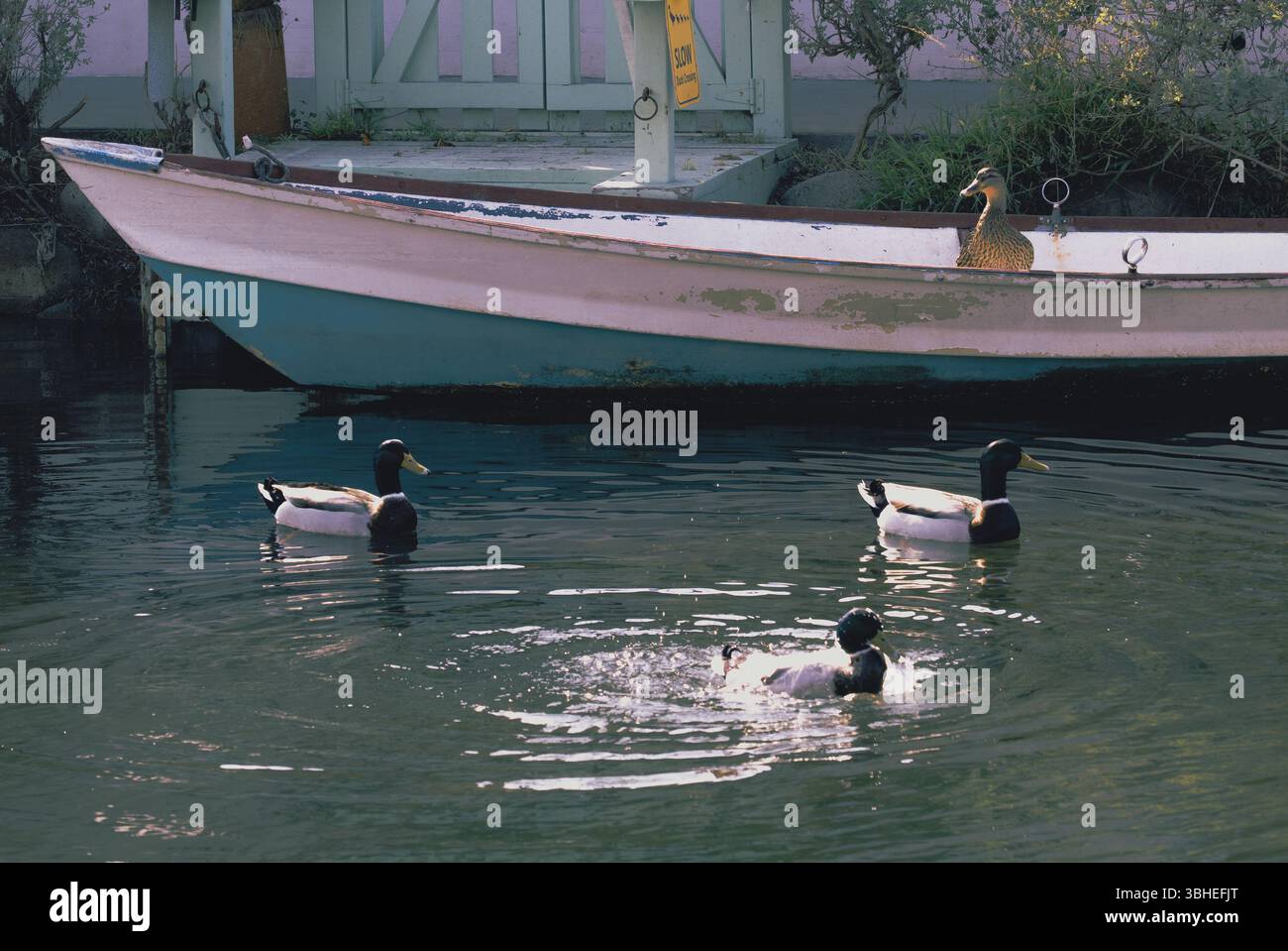 Duck companionship hi-res stock photography and images - Alamy