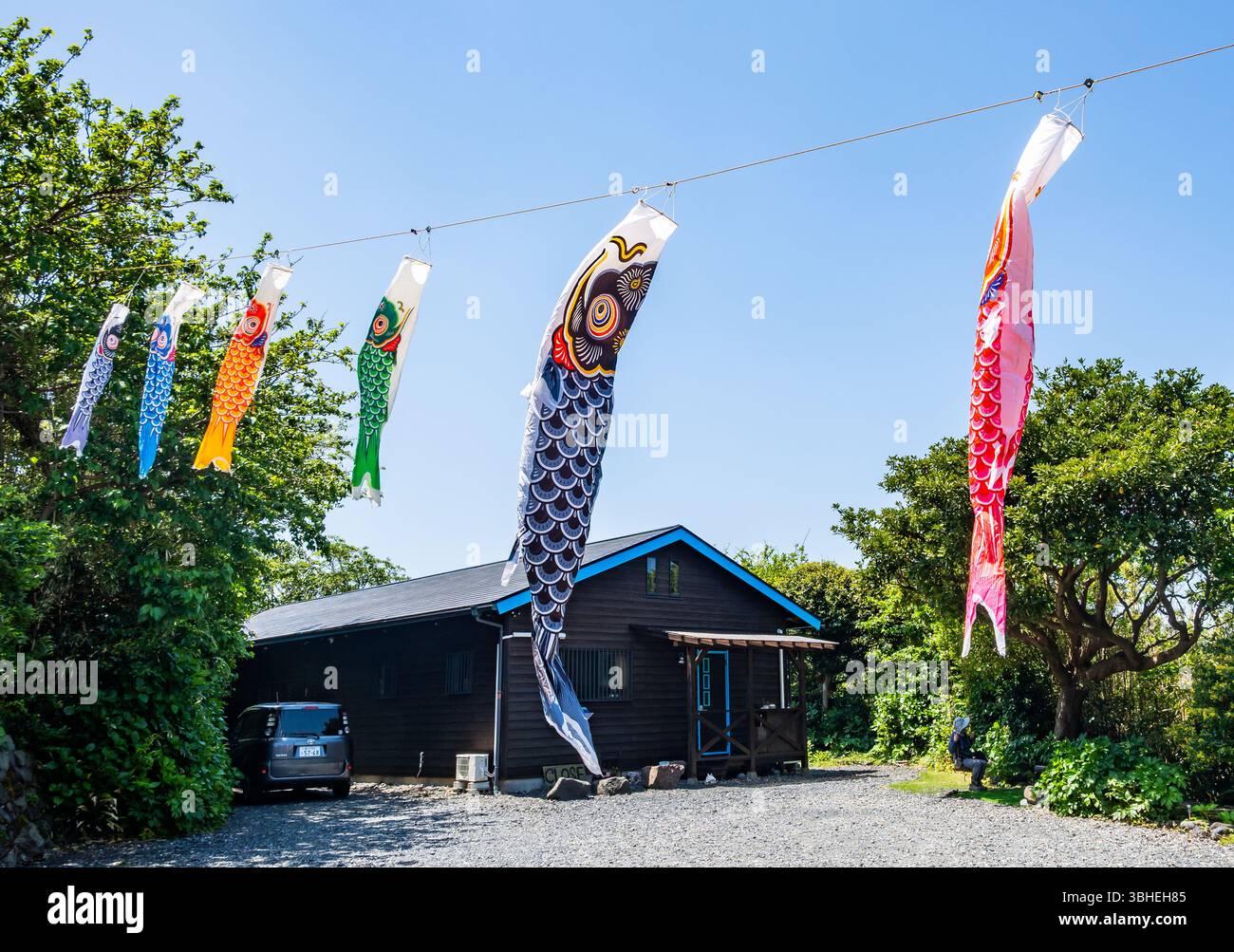 Koinobori, colorful Koi carp streamers, in front of a restaurant to ...