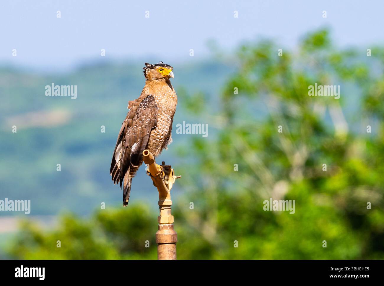 A Crested Serpent-Eagle (Spilornis cheela) perched on a water sprinkler ...