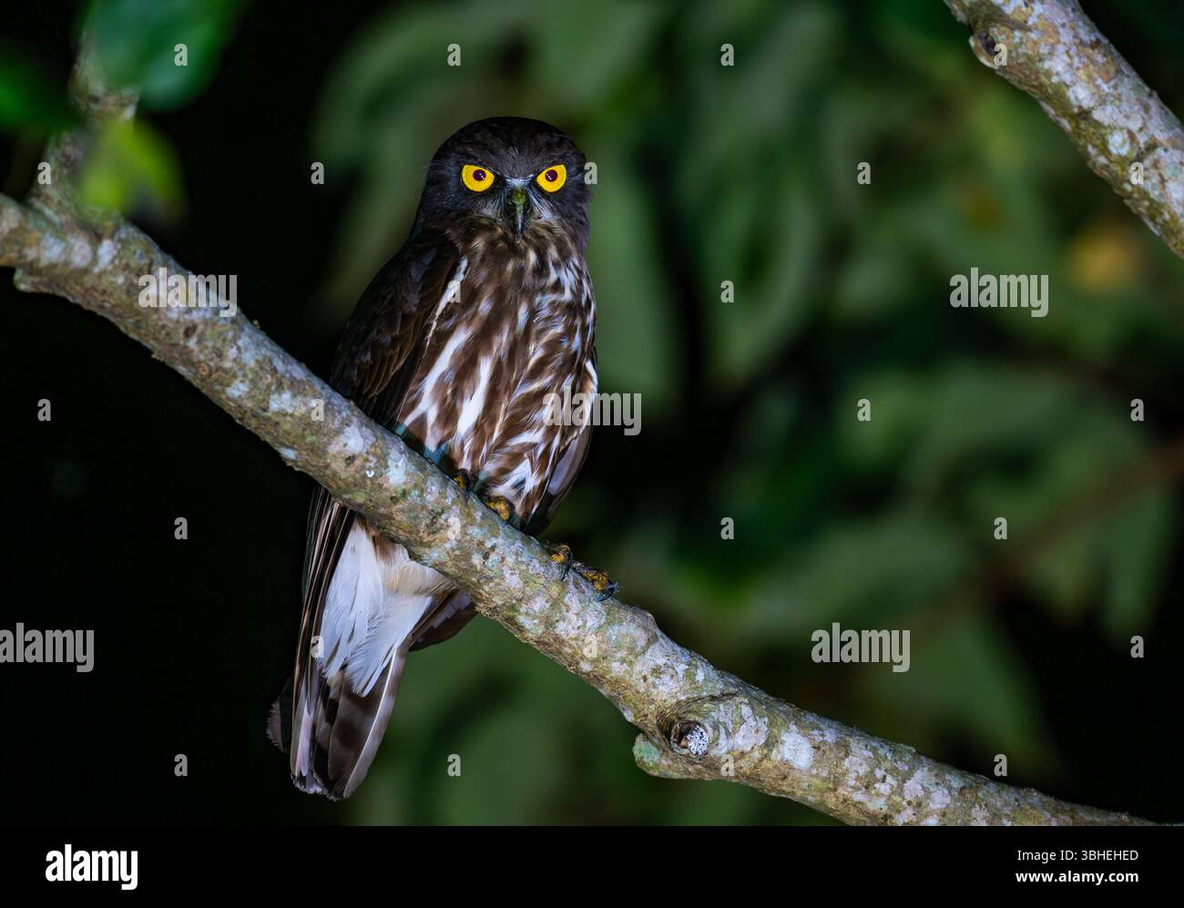 A Northern Boobook (Ninox japonica) perched on a tree at night ...