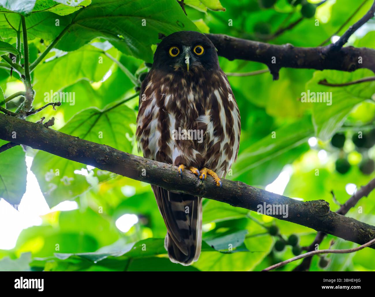 A Northern Boobook (Ninox japonica) perched on a tree in forest ...