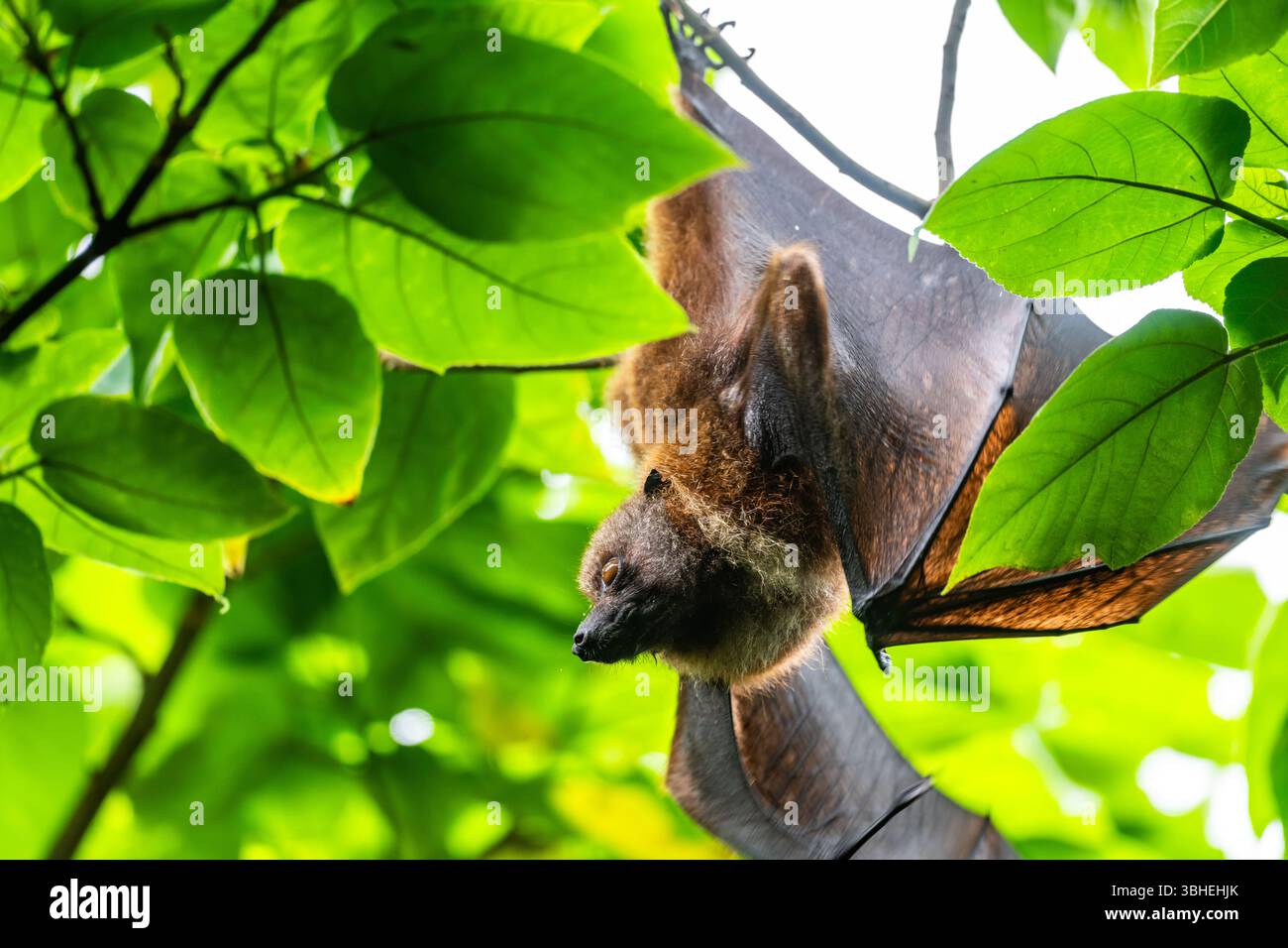 A Critically Endangered Ryukyu Flying-Fox (Pteropus dasymallus) hanging ...