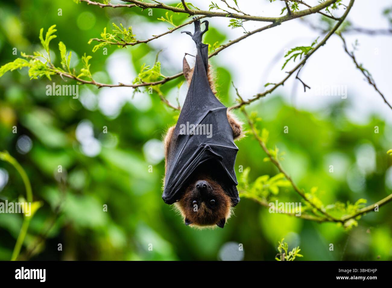A Critically Endangered Ryukyu Flying-Fox (Pteropus dasymallus) hanging ...