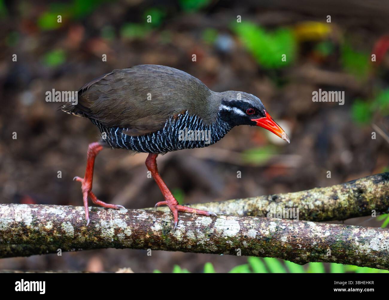 Okinawa Rail (Gallirallus okinawae), the iconic bird of the island, foraging in forest. Okinawa ...