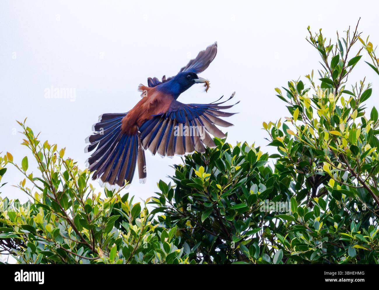 A Lidth's Jay (Garrulus lidthi) flying over a tree in forest. Okinawa ...