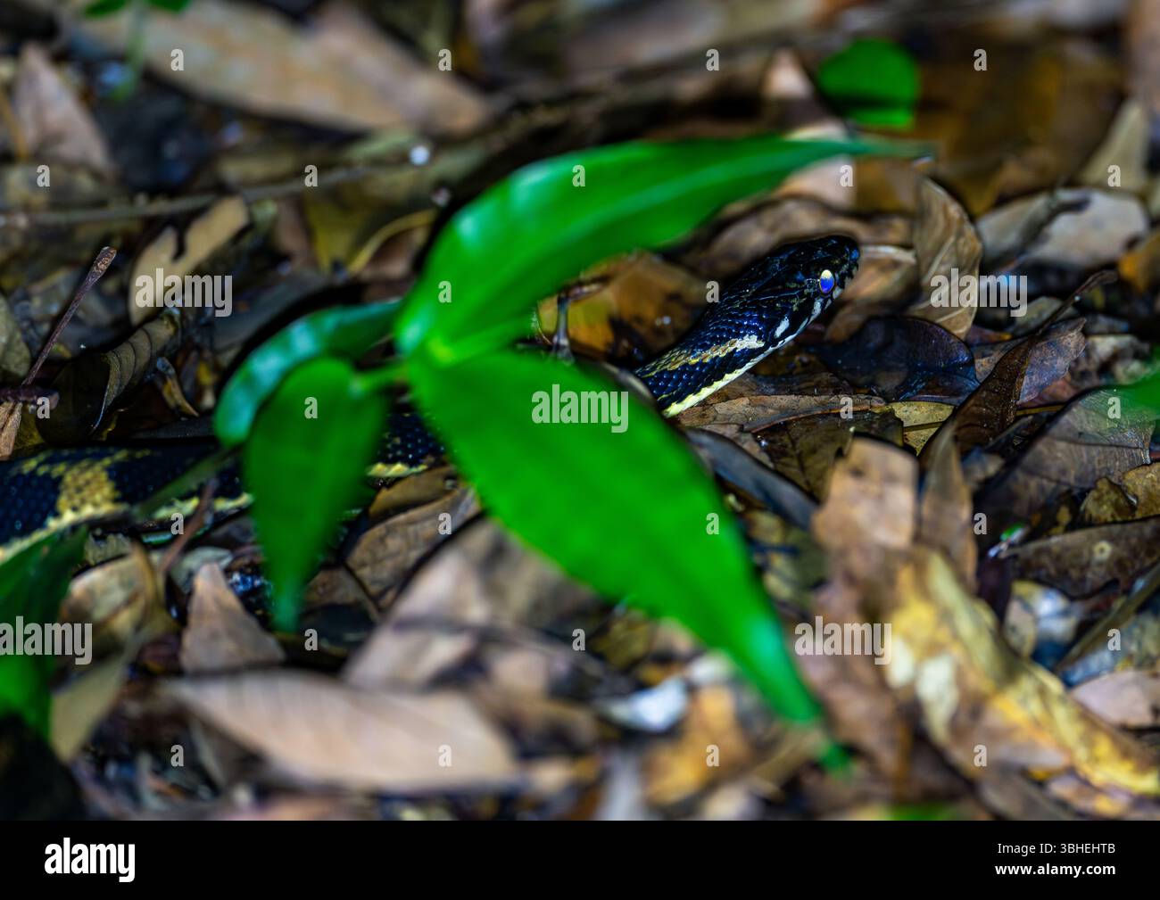 A Pryer's Keelback snake (Hebius pryeri) on forest floor at night ...