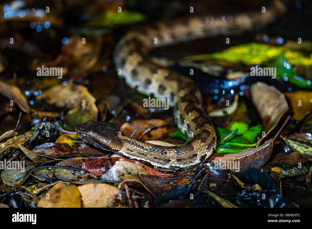 An Okinawa Pitviper (Ovophis okinavensis) hunting on forest floor at ...