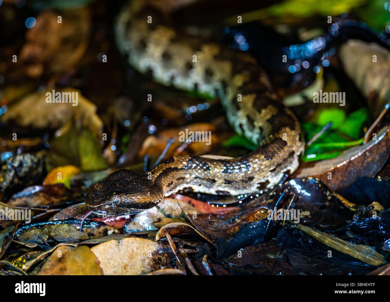 Okinawa pitviper hi-res stock photography and images - Alamy
