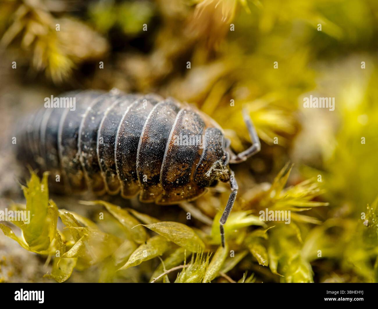 Moss insect closeup hi-res stock photography and images - Alamy