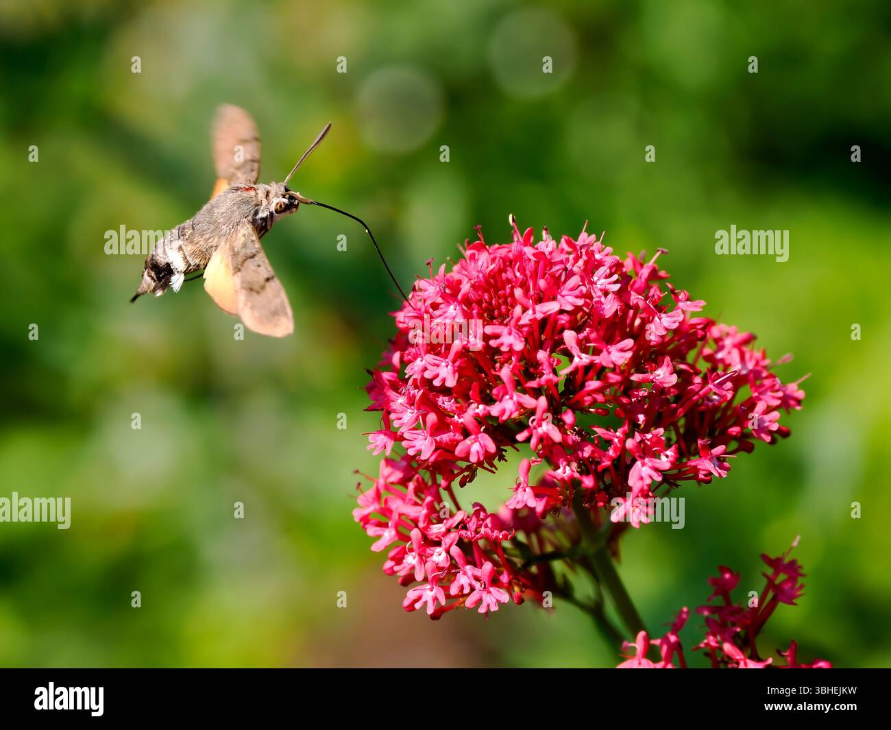 Close-up of Hummingbird Hawk-moth butterfly (Macroglossum stellatarum ...