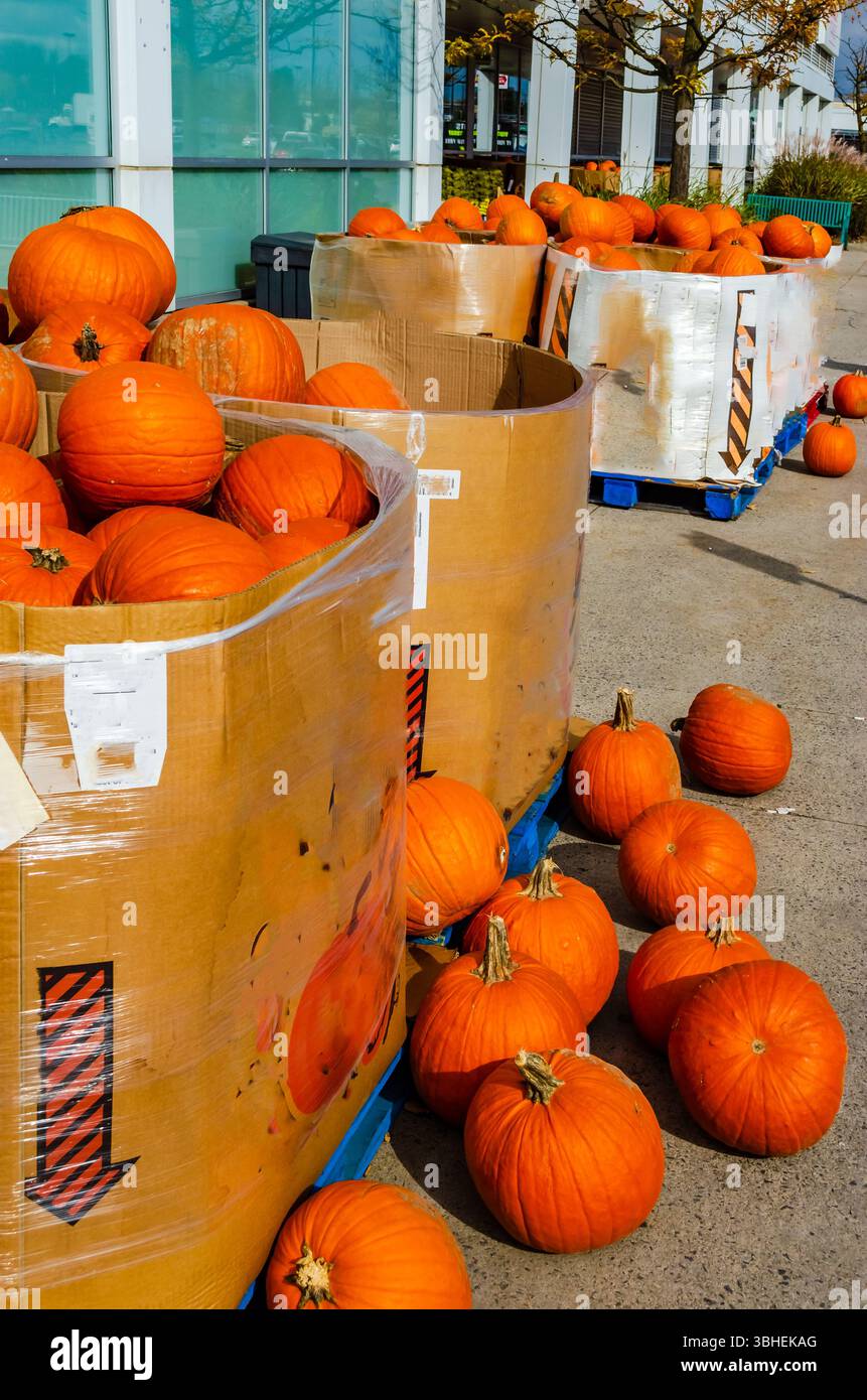 Bins full of pumpkins for sale at a grocery store in the autumn Stock ...