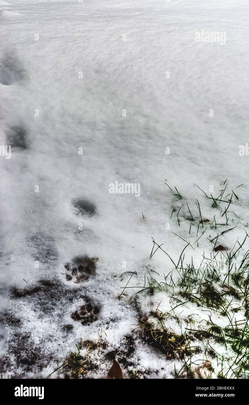 Cat tracks hi-res stock photography and images - Alamy