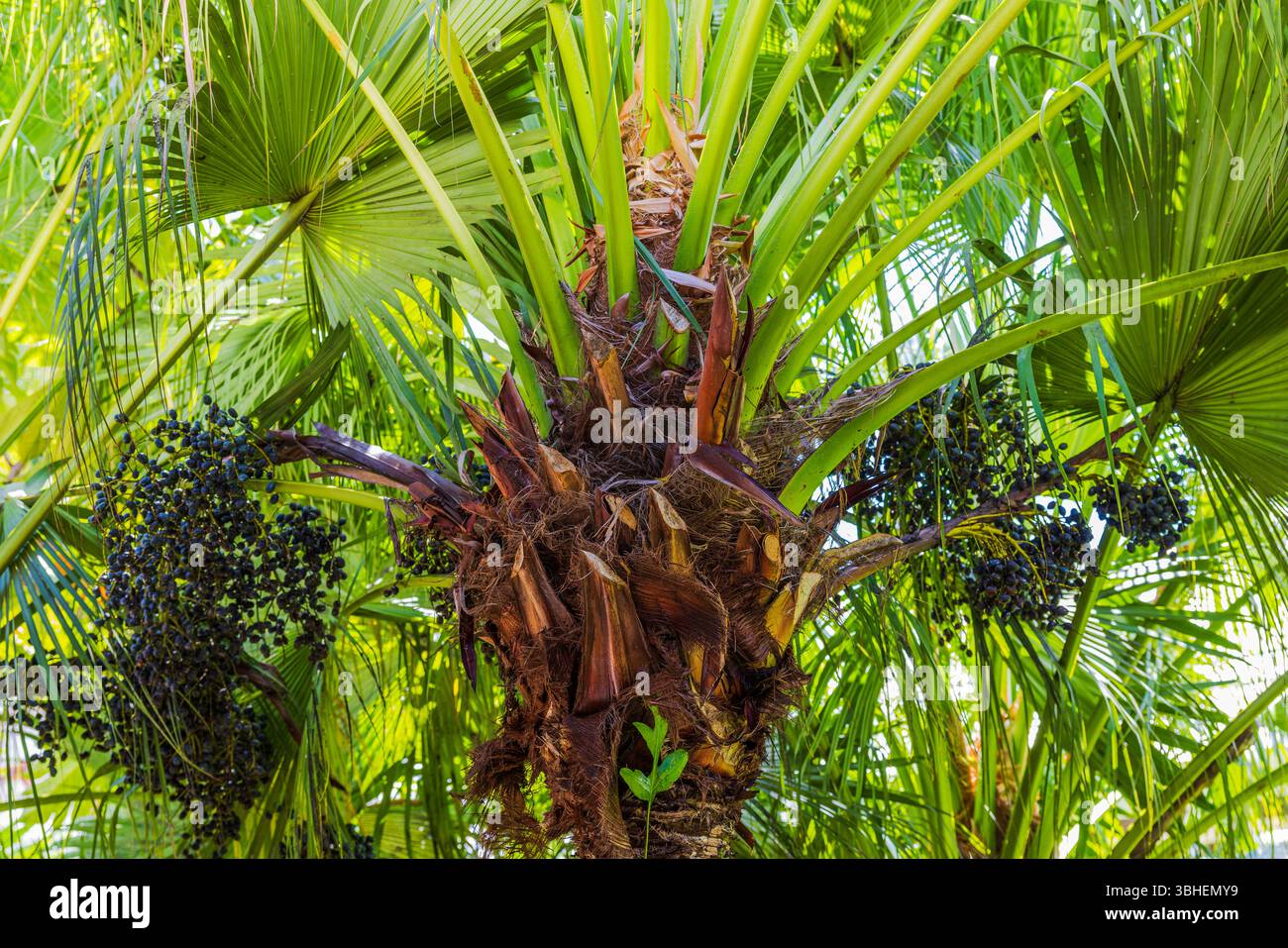 Close-up view of Sabal palm tree trunk with clusters of dark palm ...