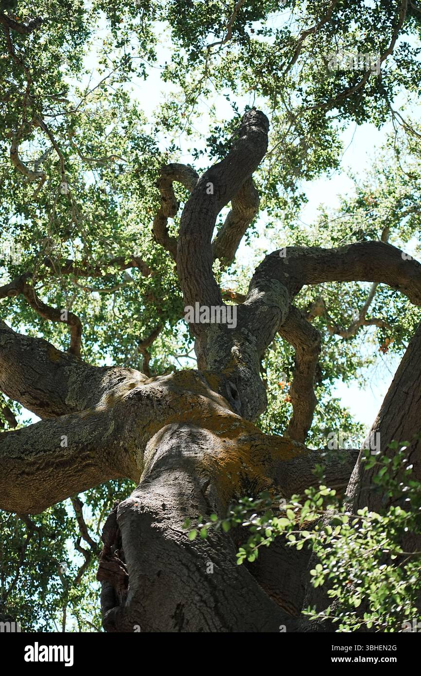 Ancient tree spreading branches hi-res stock photography and images - Alamy