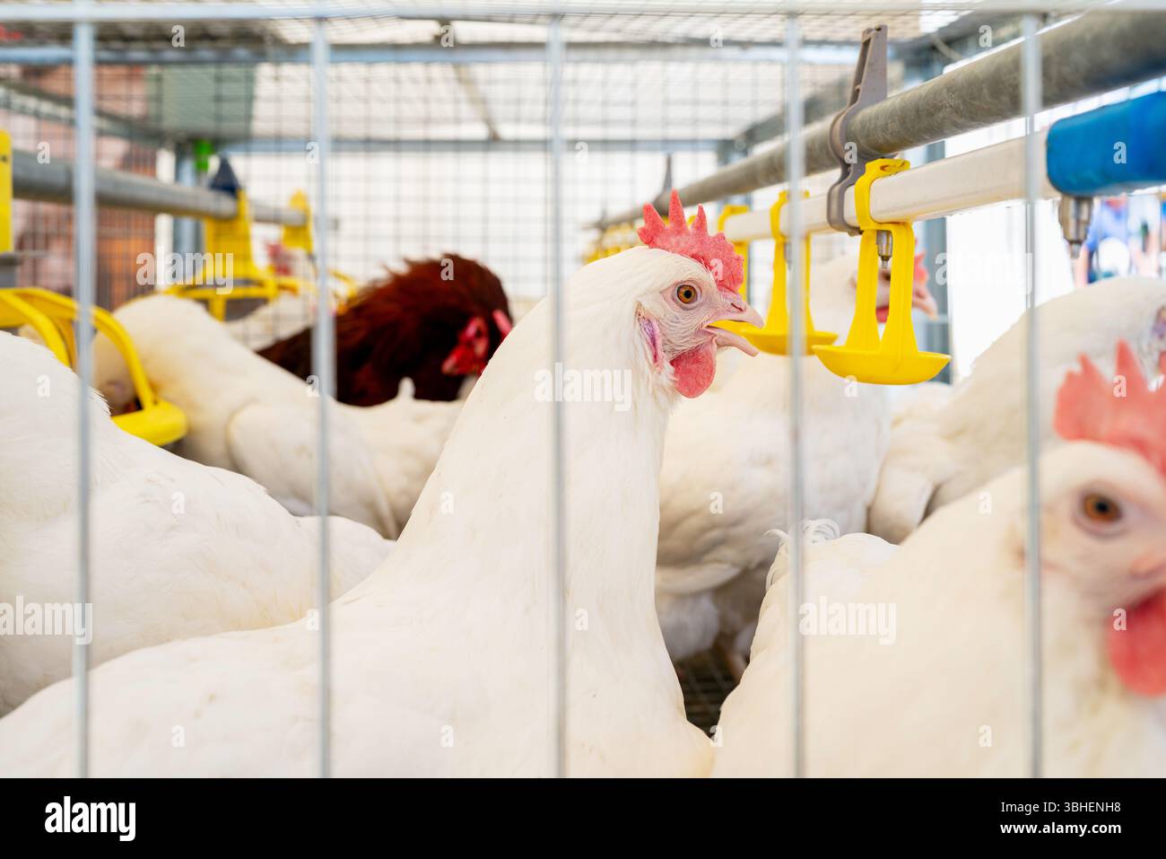 Dekalb White chicken drinking from water dispenser system at poultry ...