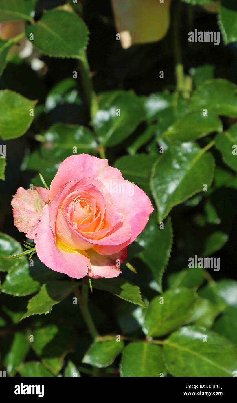 Rose - Portland Rose Garden, Oregon Stock Photo - Alamy