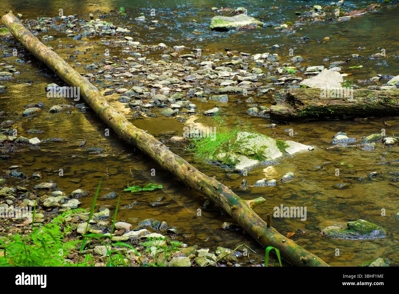 A calm forest stream with moss-covered logs and scattered rocks ...