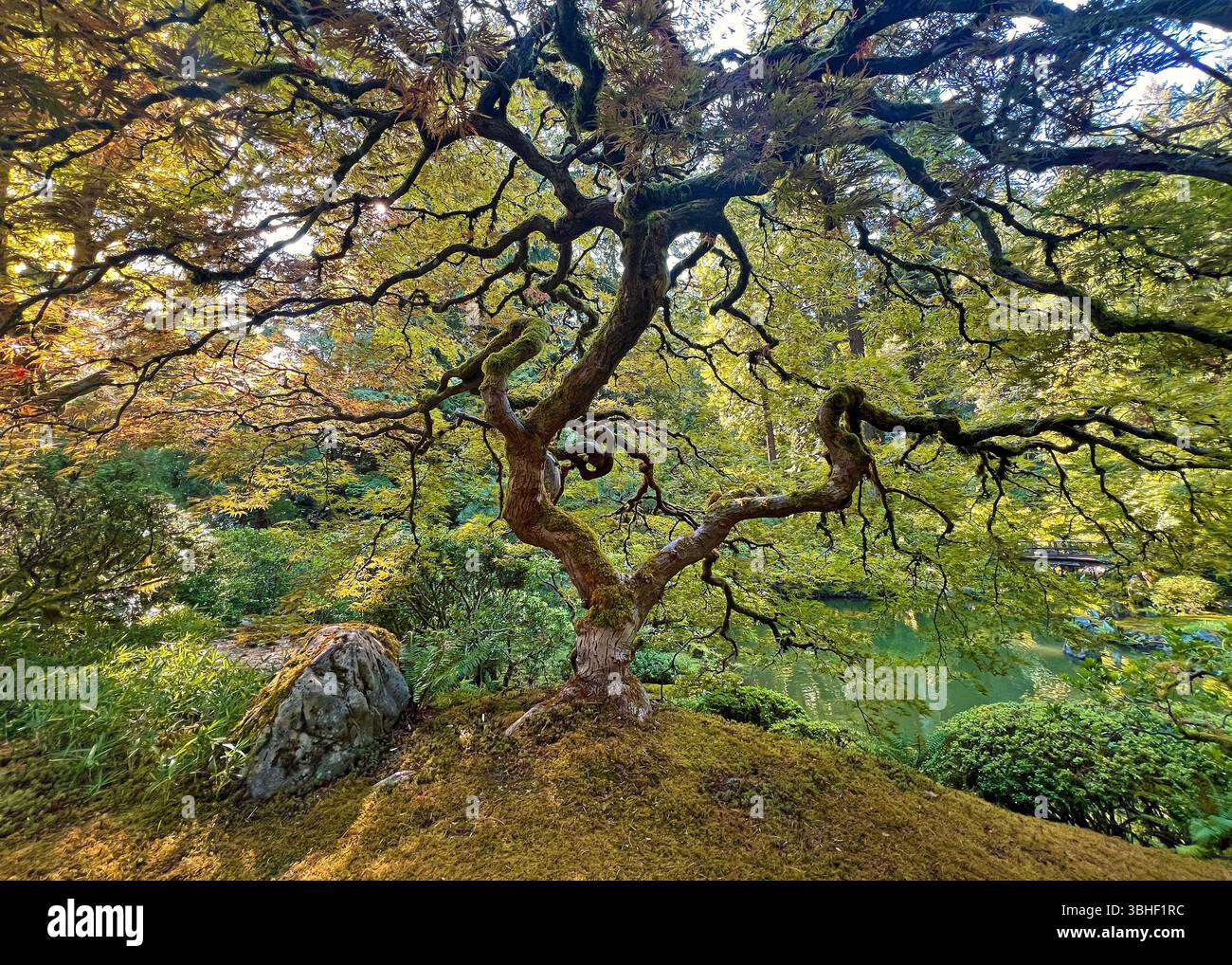 The tree of Life - Portland Japanese Garden, Oregon Stock Photo - Alamy