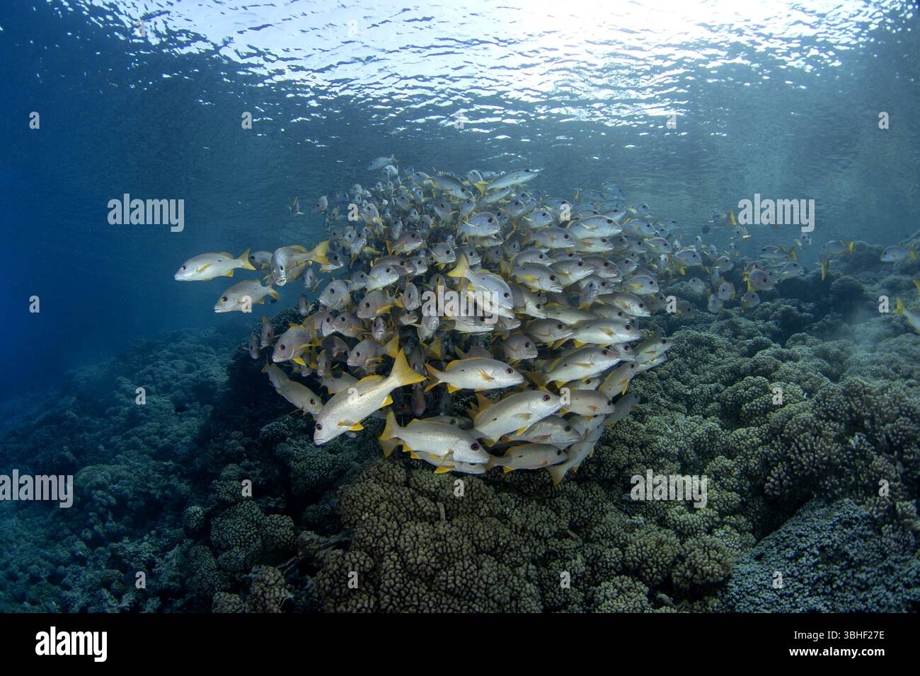 One spot snapper holding in a school on the coral near Fakarava Atoll ...