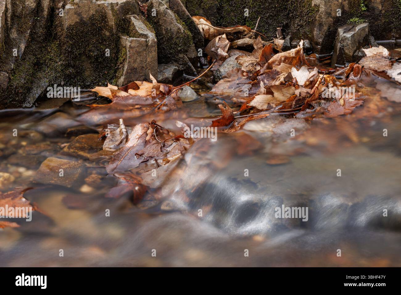 A gentle woodland stream flows over rocks and autumn leaves, with moss ...