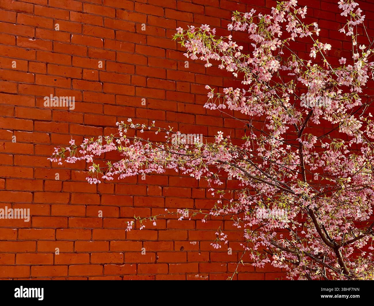 Cherry blossoms stand against a backdrop of a red brick wall in ...