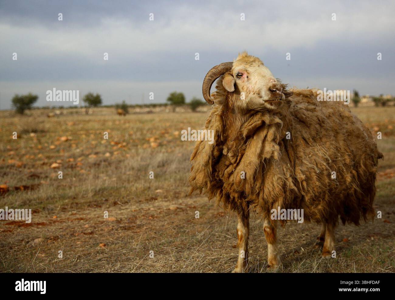 Haritan, Aleppo Governorate, Syria. 28th Mar, 2025. Aleppo Syria. 28 ...