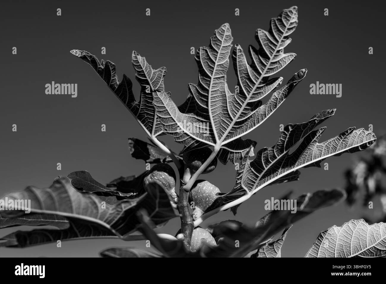 Green leaves fig leaves Black and White Stock Photos & Images - Alamy