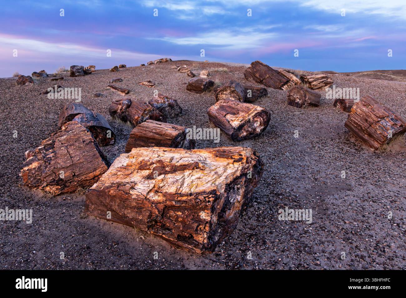 In Petrified Forest National Park, trees turned to stone by minerals ...