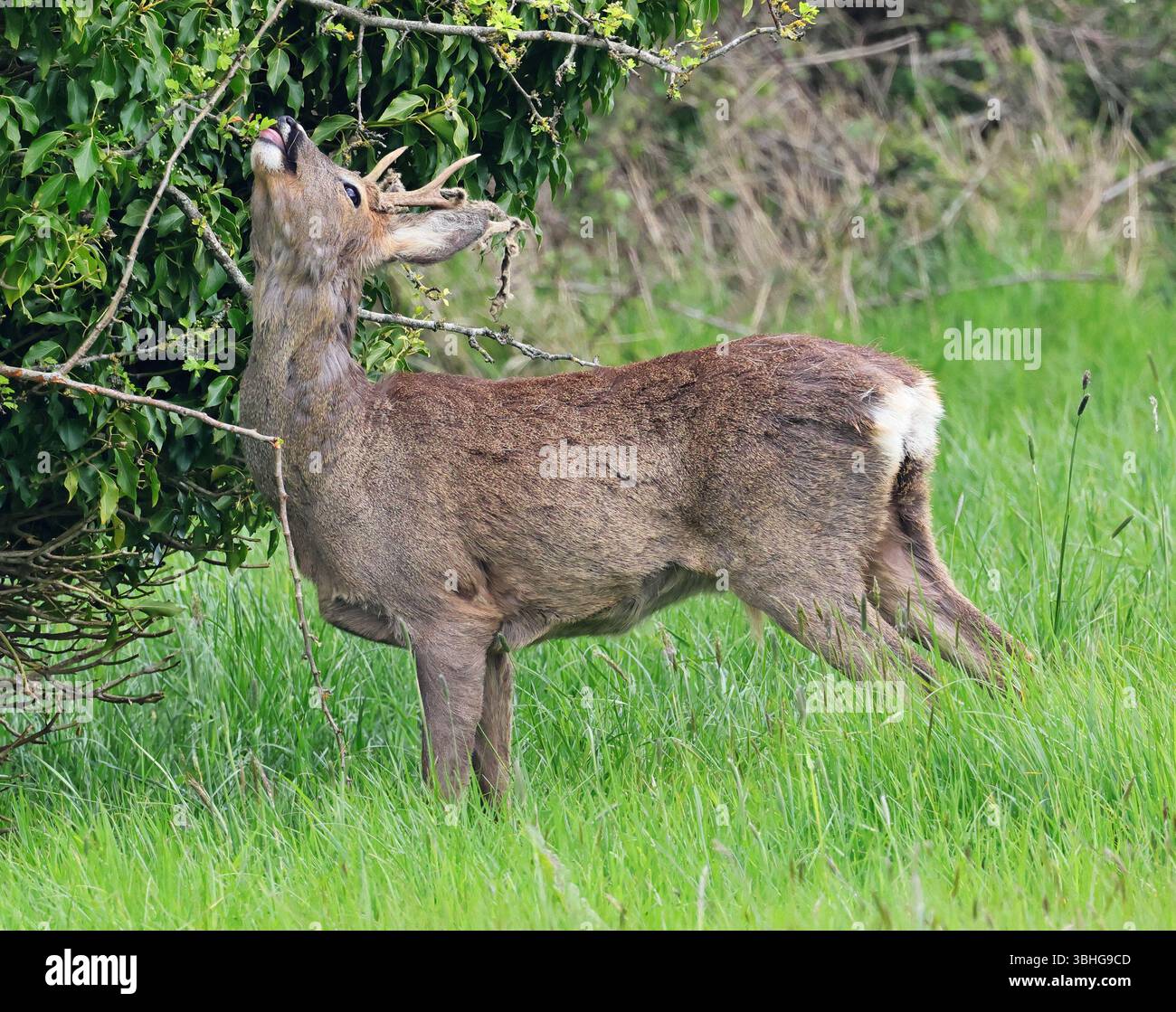 A Roe Deer buck (Capreolus capreolus) in the Cotswold Hills ...