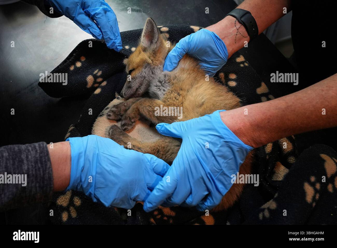 Volunteers examine a fox cub at the hospital run by The Fox Project ...