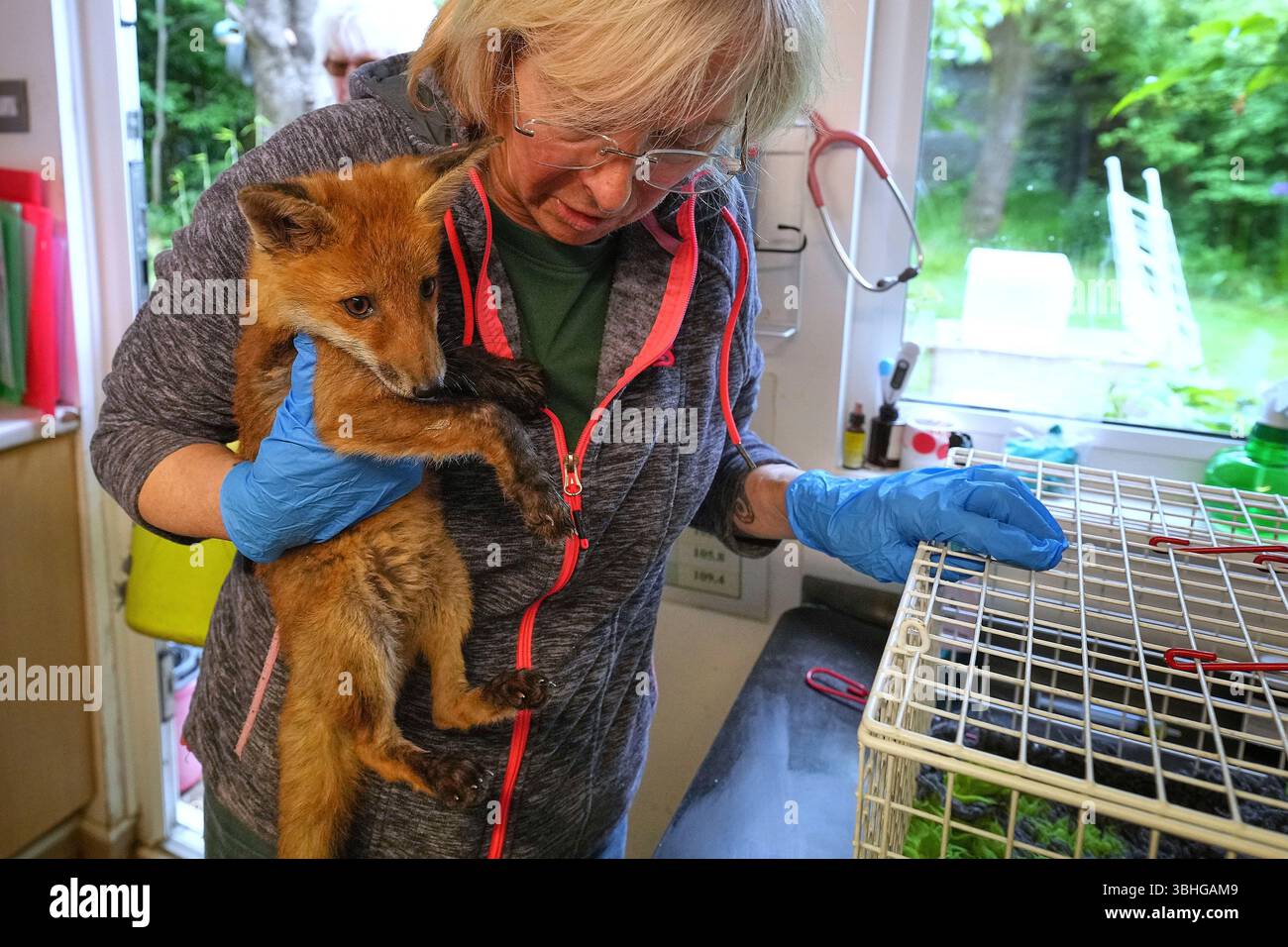 Sue Williams carries a rescued fox at the hospital run by The Fox ...