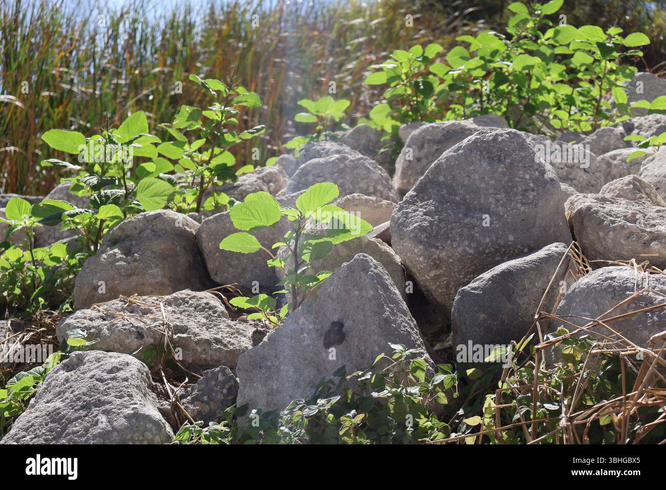 Group of rocks with plants sticking out in sunlight Stock Photo - Alamy