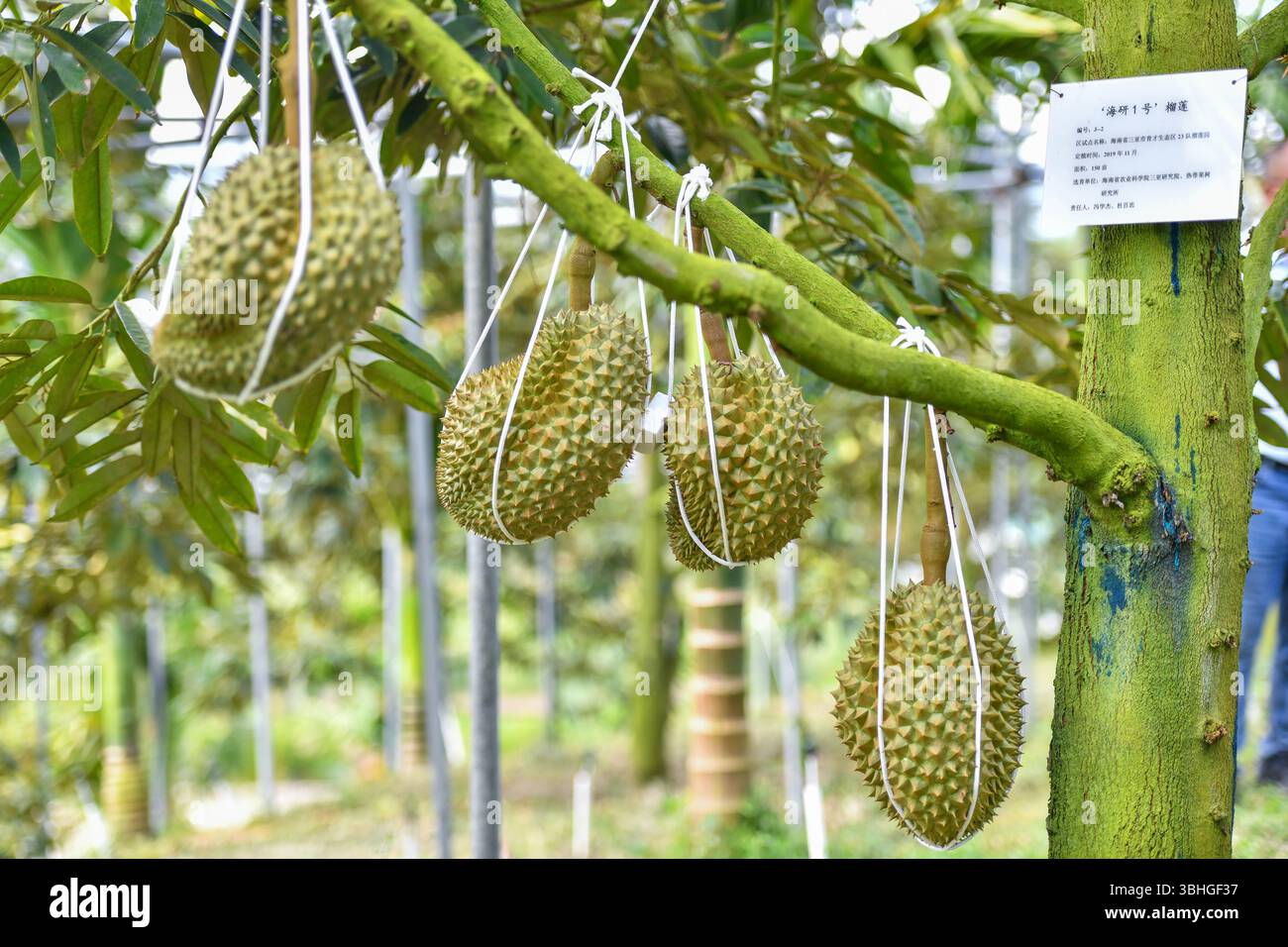 Sanya,China.8th June 2025. Durians bear fruit at a durian planting base ...