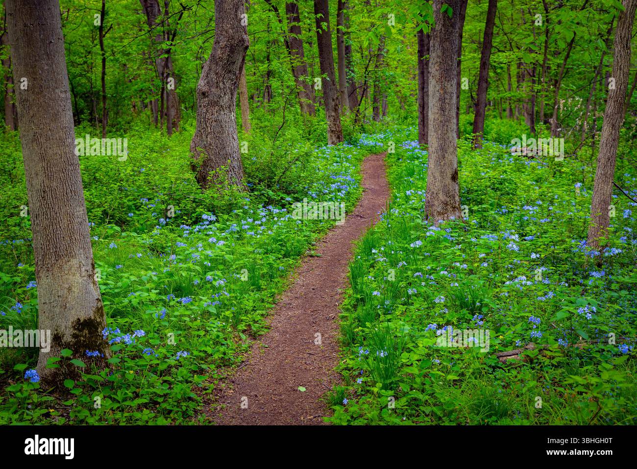 Peaceful nature trail winding through lush green forest with blooming ...